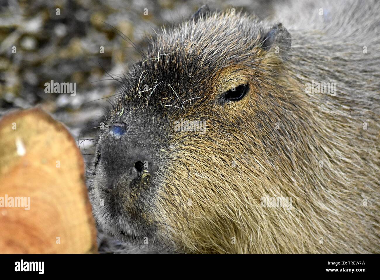 Cotswold wildlife park capybara hi-res stock photography and images - Alamy