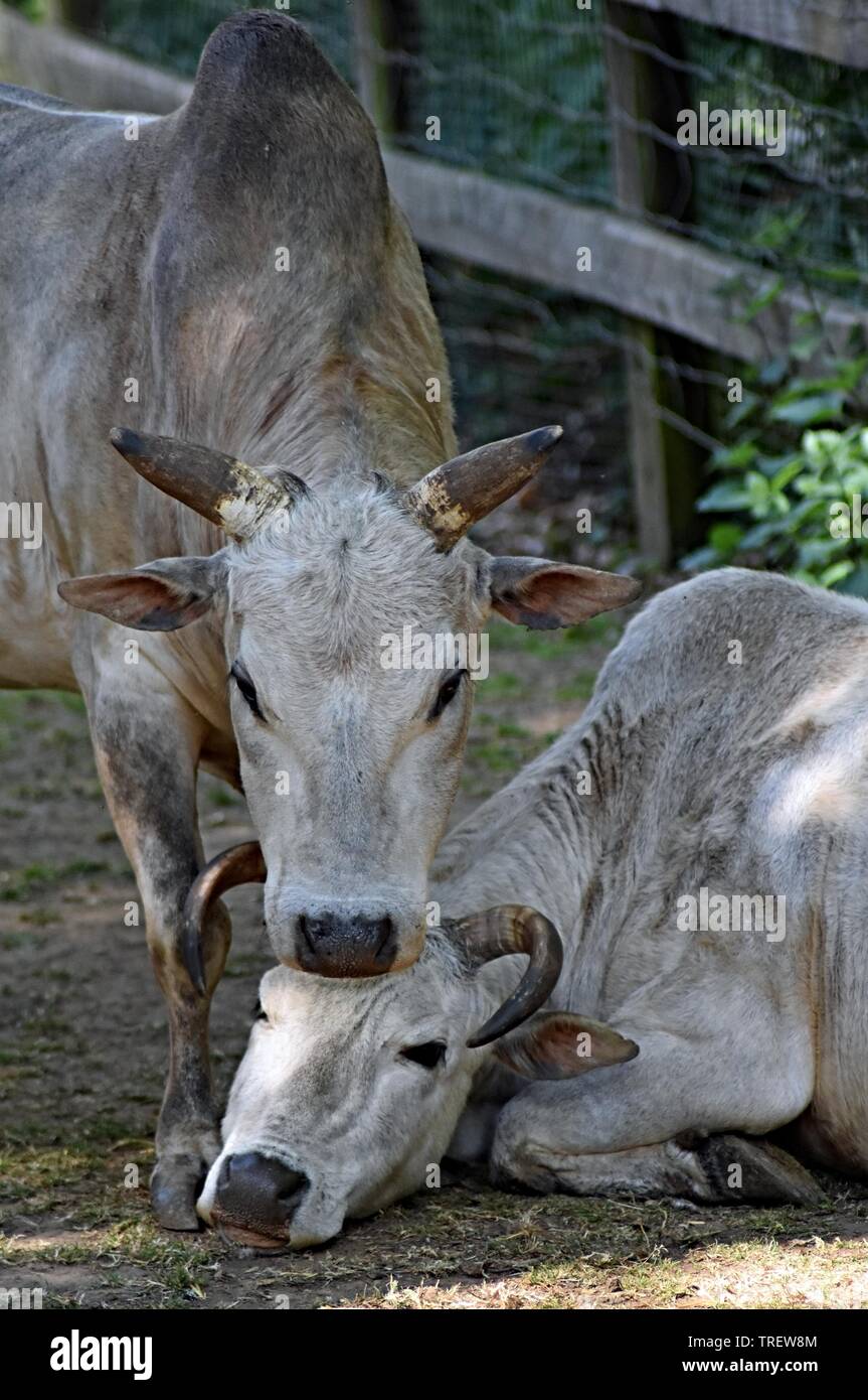 Zebus bos primigenius indicus hi-res stock photography and images - Alamy