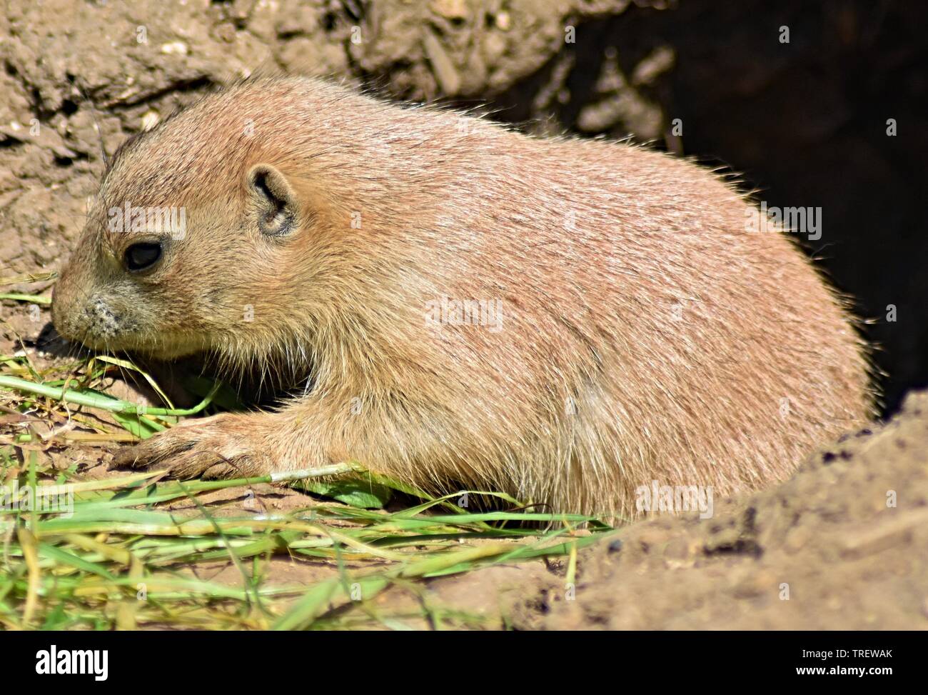 Black-tailed Prairie Dog (Cynomys ludovicianus), Cotswold Wildlife Park ...