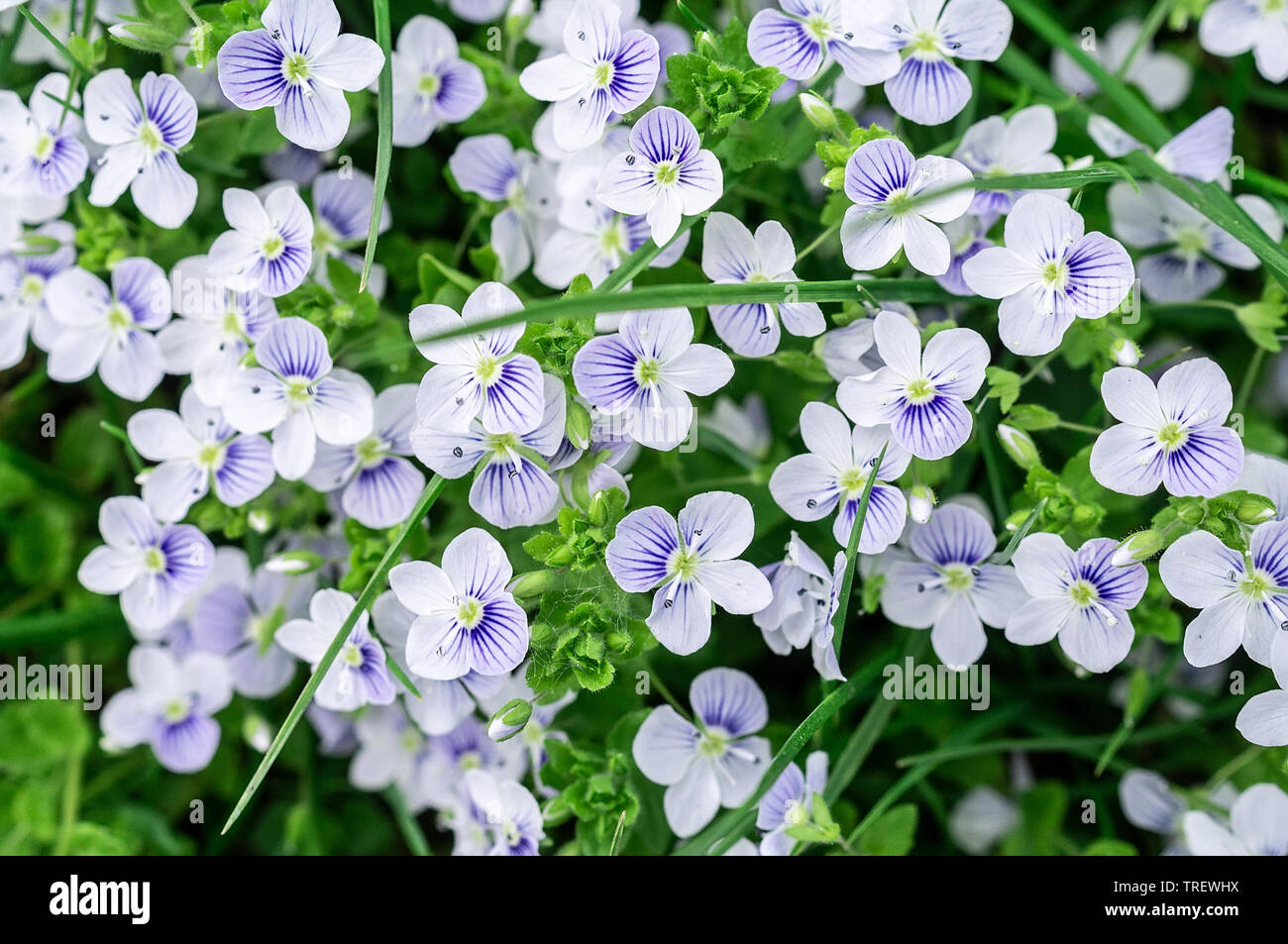 Veronica filiformis (Slender speedwell) little blue flowers bloomed in ...