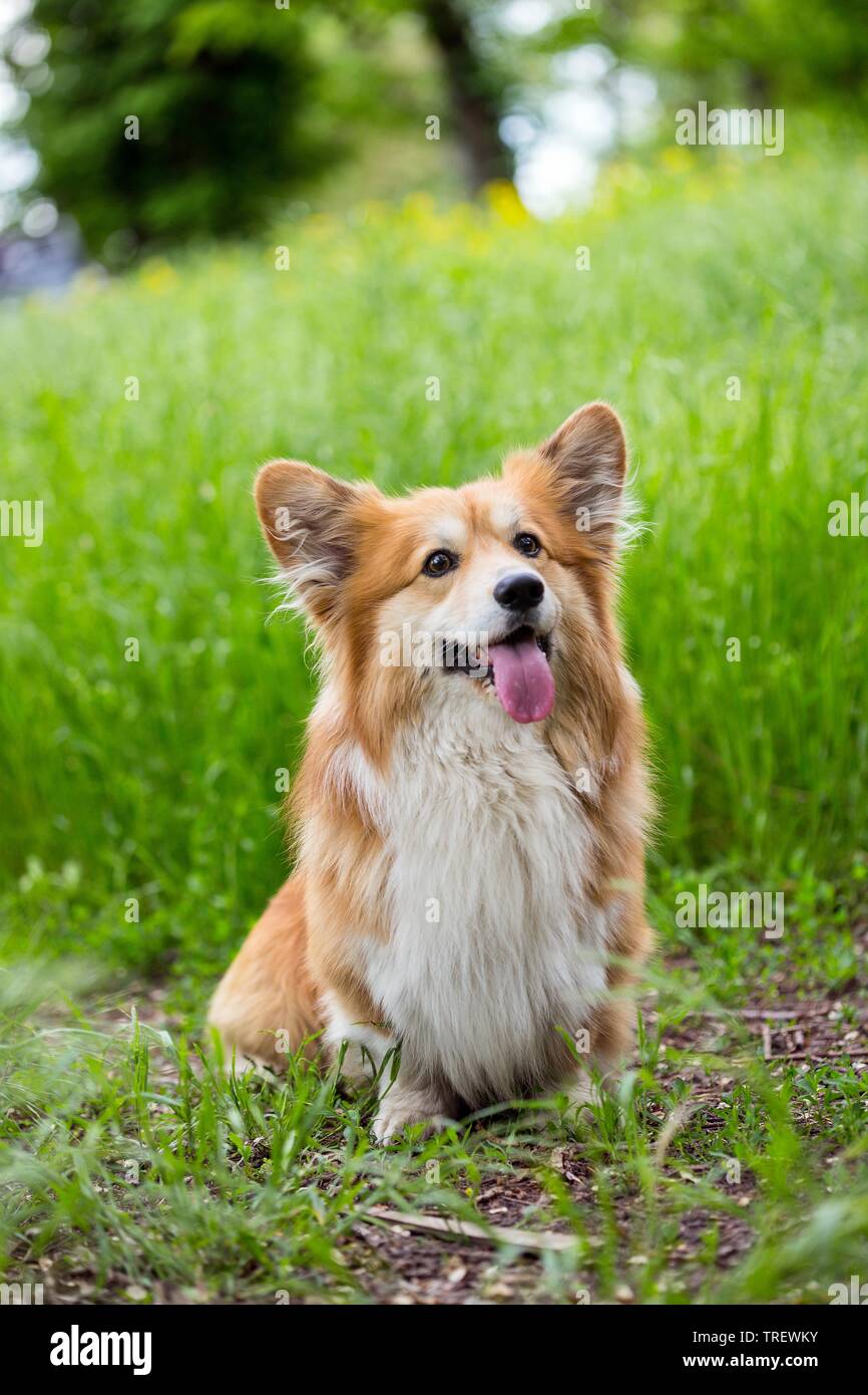 corgi fluffy close up portrait at the outdoor Stock Photo - Alamy