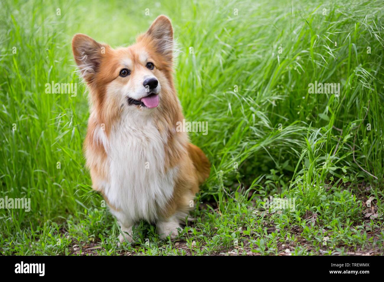corgi fluffy close up portrait at the outdoor Stock Photo - Alamy