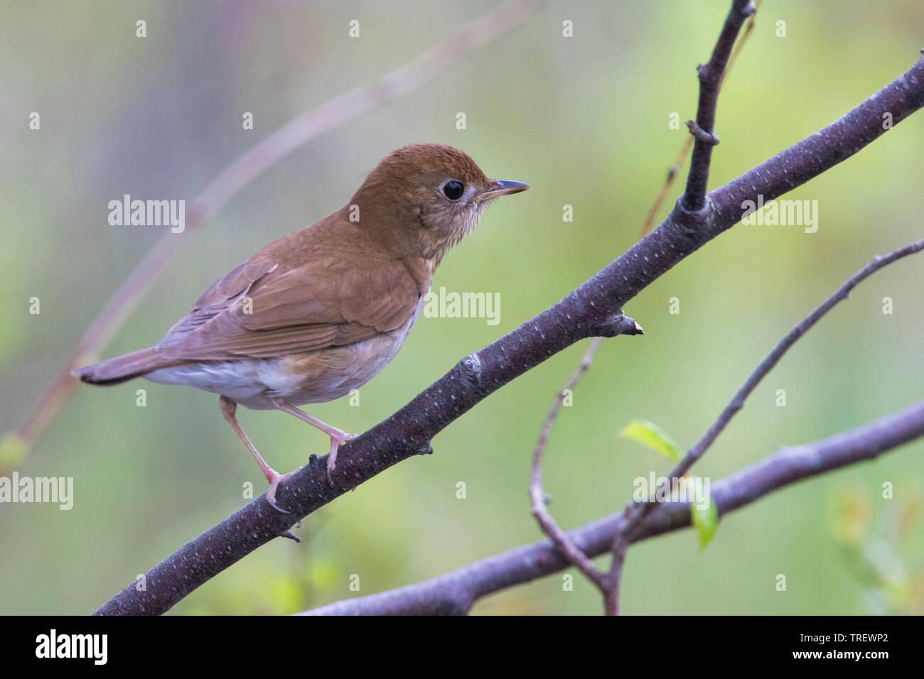 Catharus fuscescens hi-res stock photography and images - Alamy