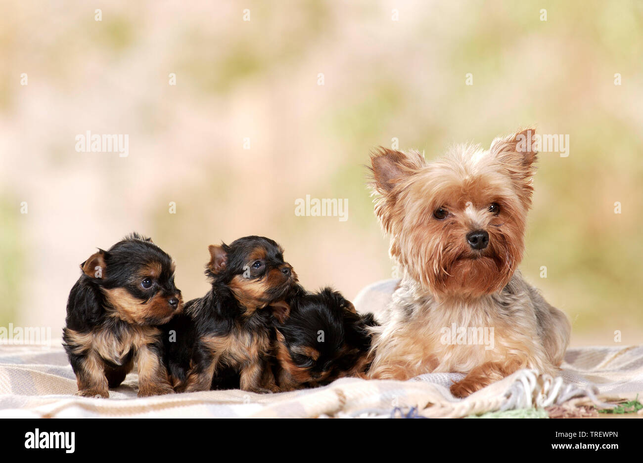 Mother with its puppies hi-res stock photography and images - Alamy