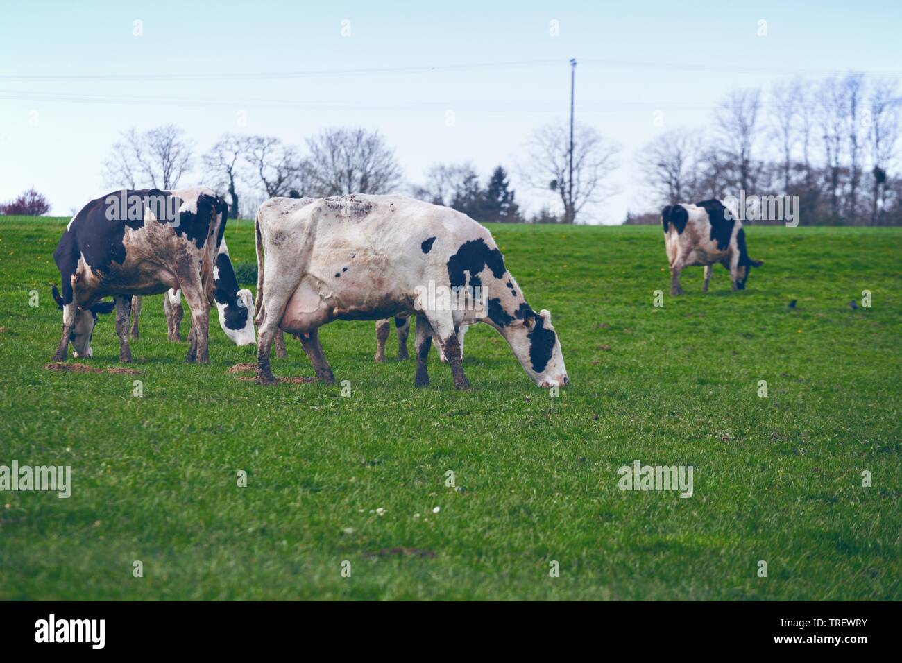 Posing cows hi-res stock photography and images - Alamy