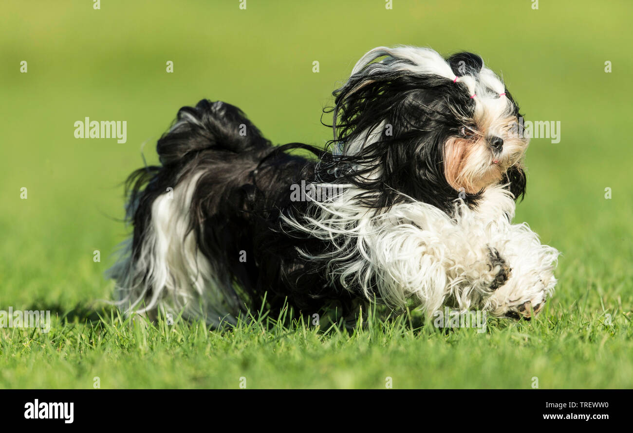Adult dogs hi-res stock photography and images - Alamy