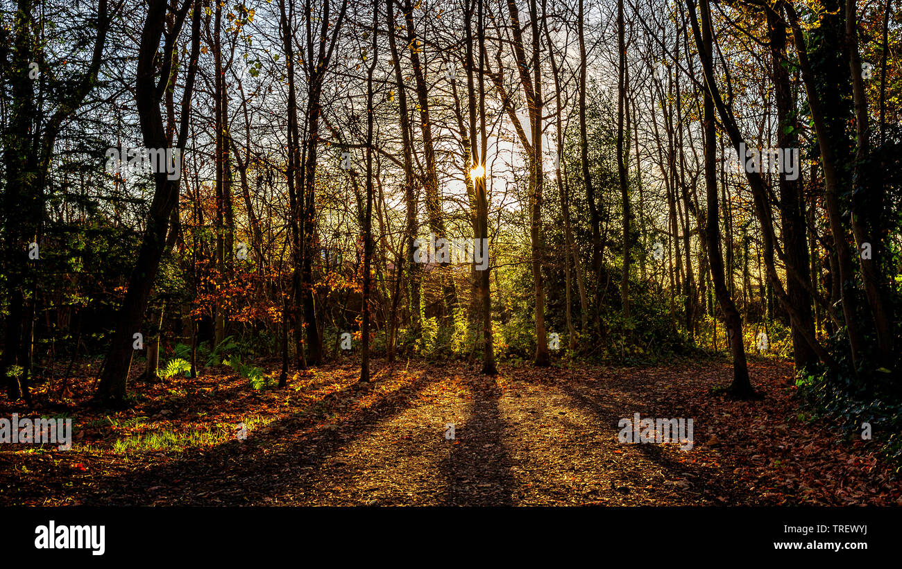 Sun through the tress Stock Photo - Alamy