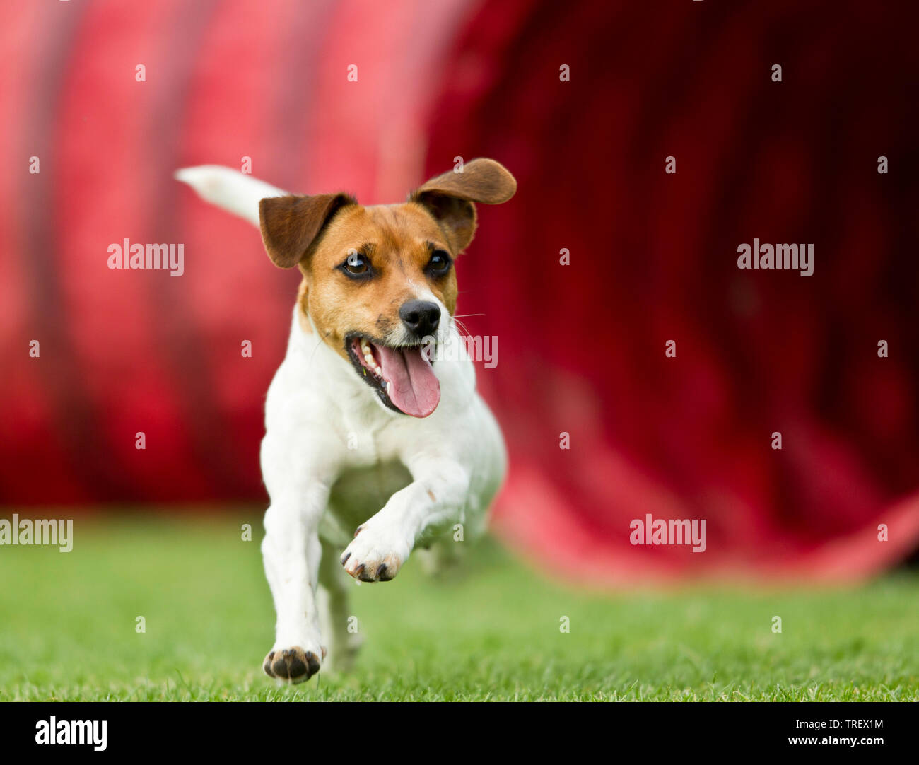 Jack Russell Terrier. Adult dog runs in an agility course in front of a ...