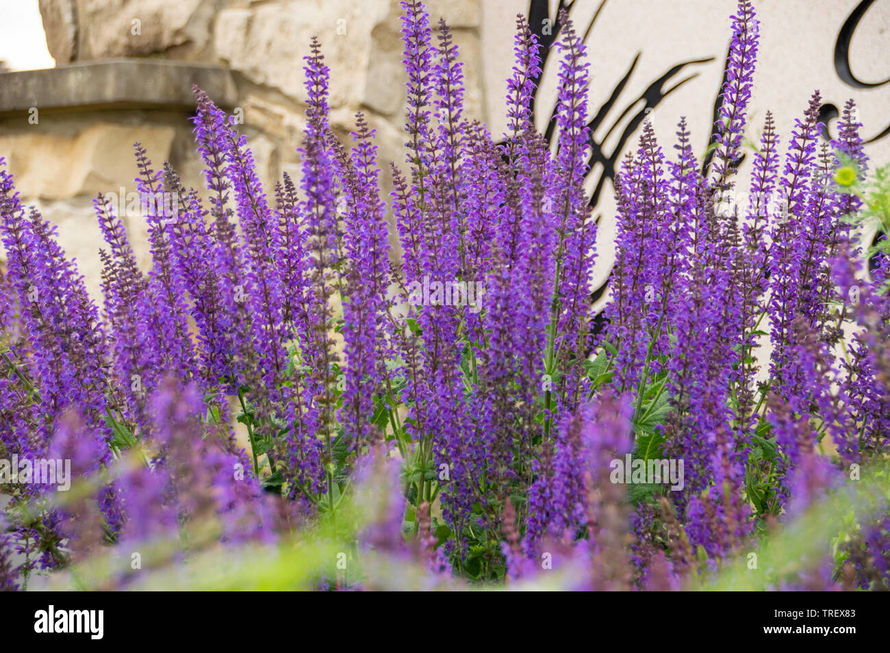 Beautiful Spring Time Garden with Pink Rose and Lavender Stock Photo ...