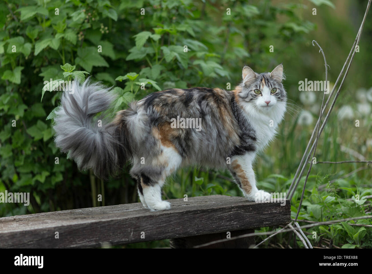 Norwegian Forest Cat. Adult in a garden, standing on a board. Germany ...