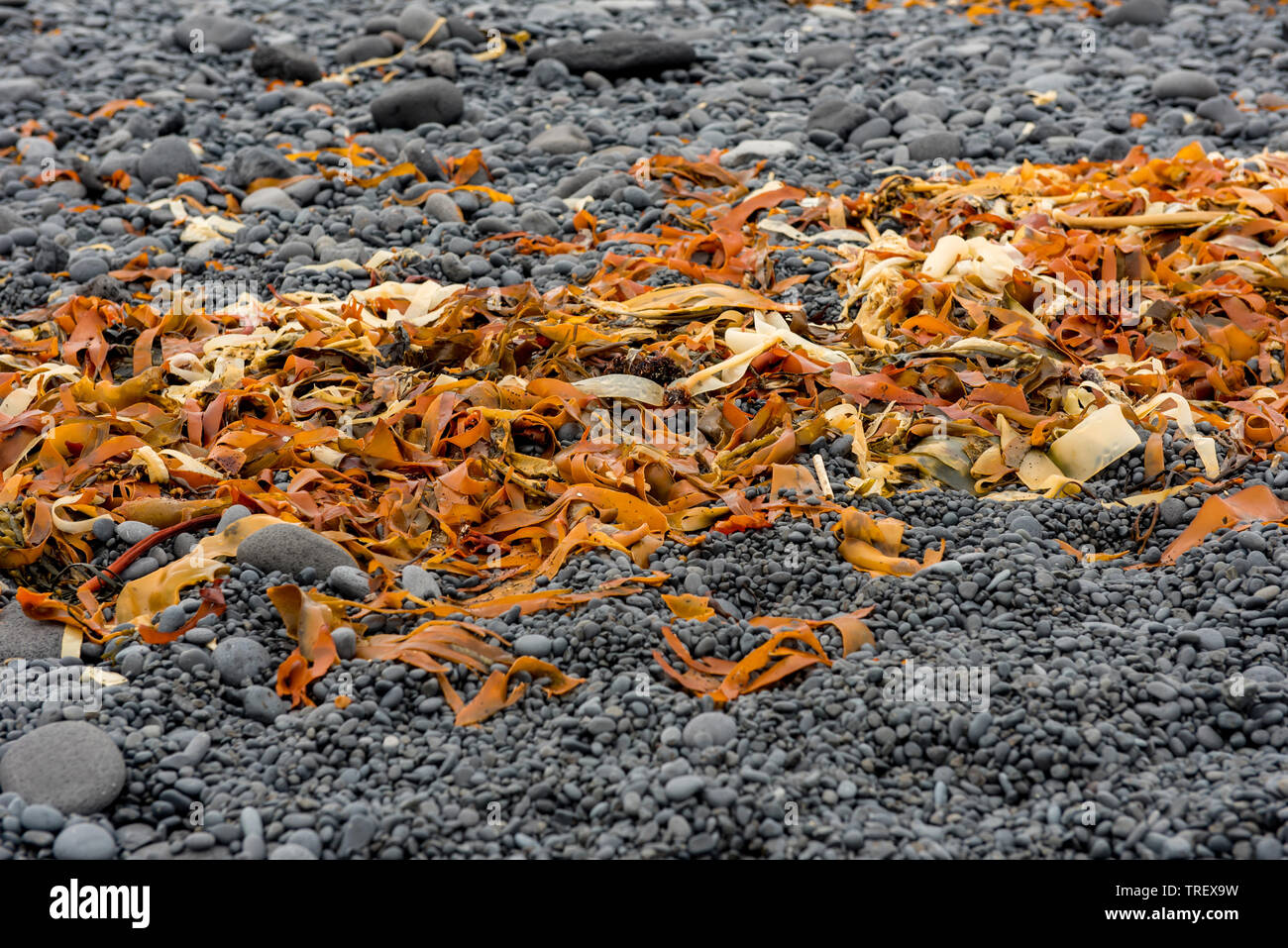 Yellow and orange seaweed, algae on the Atlantic ocean coast in Iceland ...