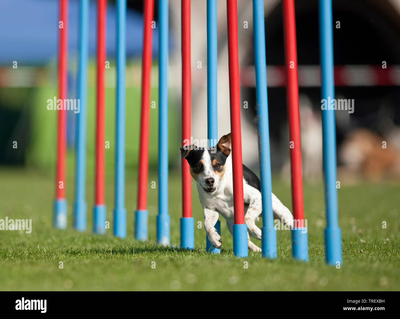 Jack Russell Terrier. Adult demonstrating fast weave poles in an ...