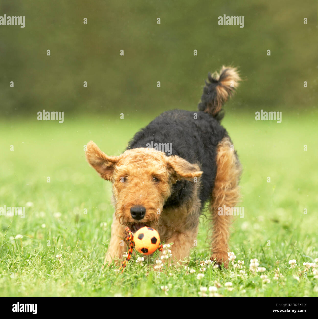 Airedale Terrier. Adult playing with a small ball on a meadow. Germany ...