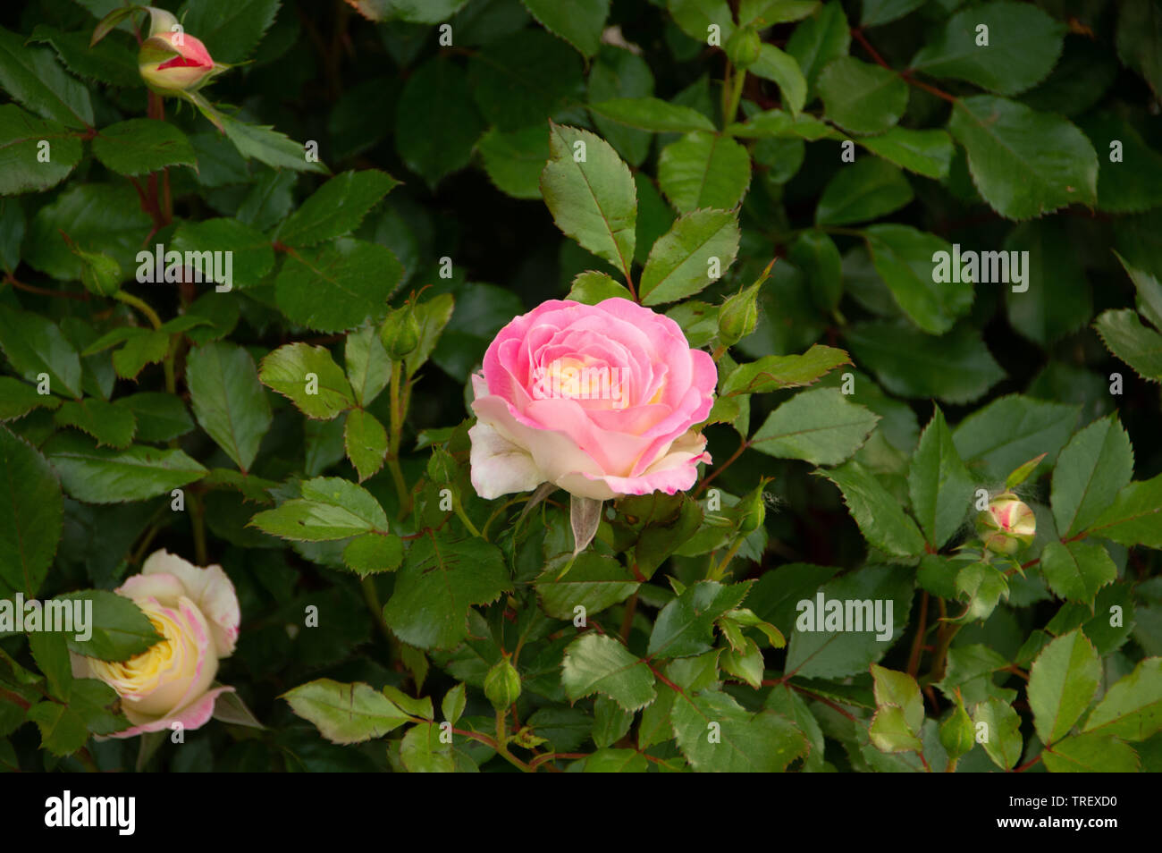 Beautiful Spring Time Garden with Pink Rose and Lavender Stock Photo ...