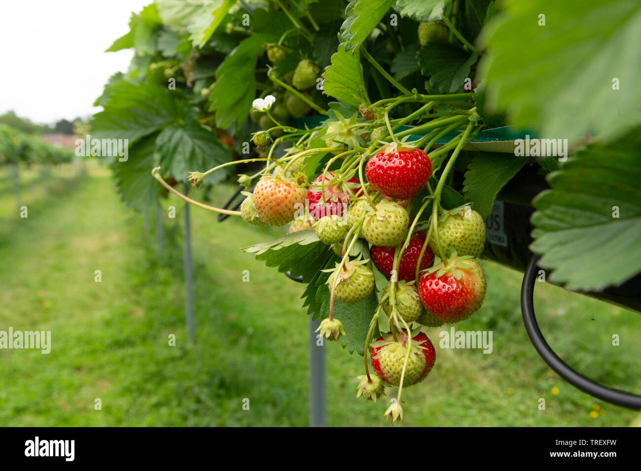 Strawberry stages hi-res stock photography and images - Alamy
