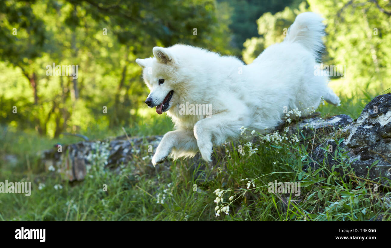 Jumping dog hi-res stock photography and images - Alamy