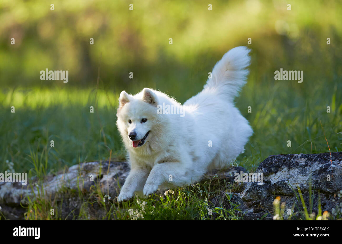 Jumping dog hi-res stock photography and images - Alamy