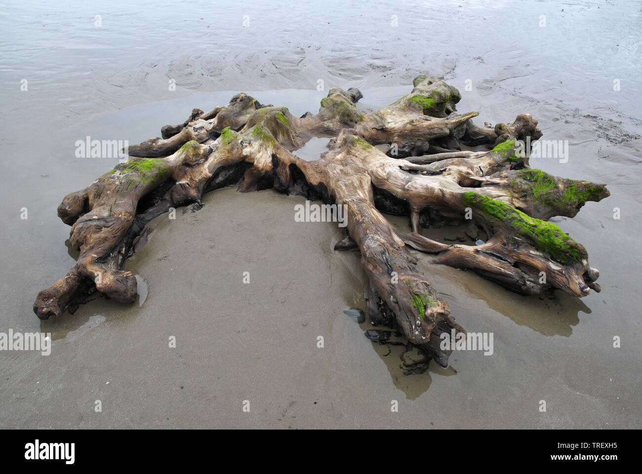 An ancient bronze age forest buried under the sand at Borth, Ceredigion ...