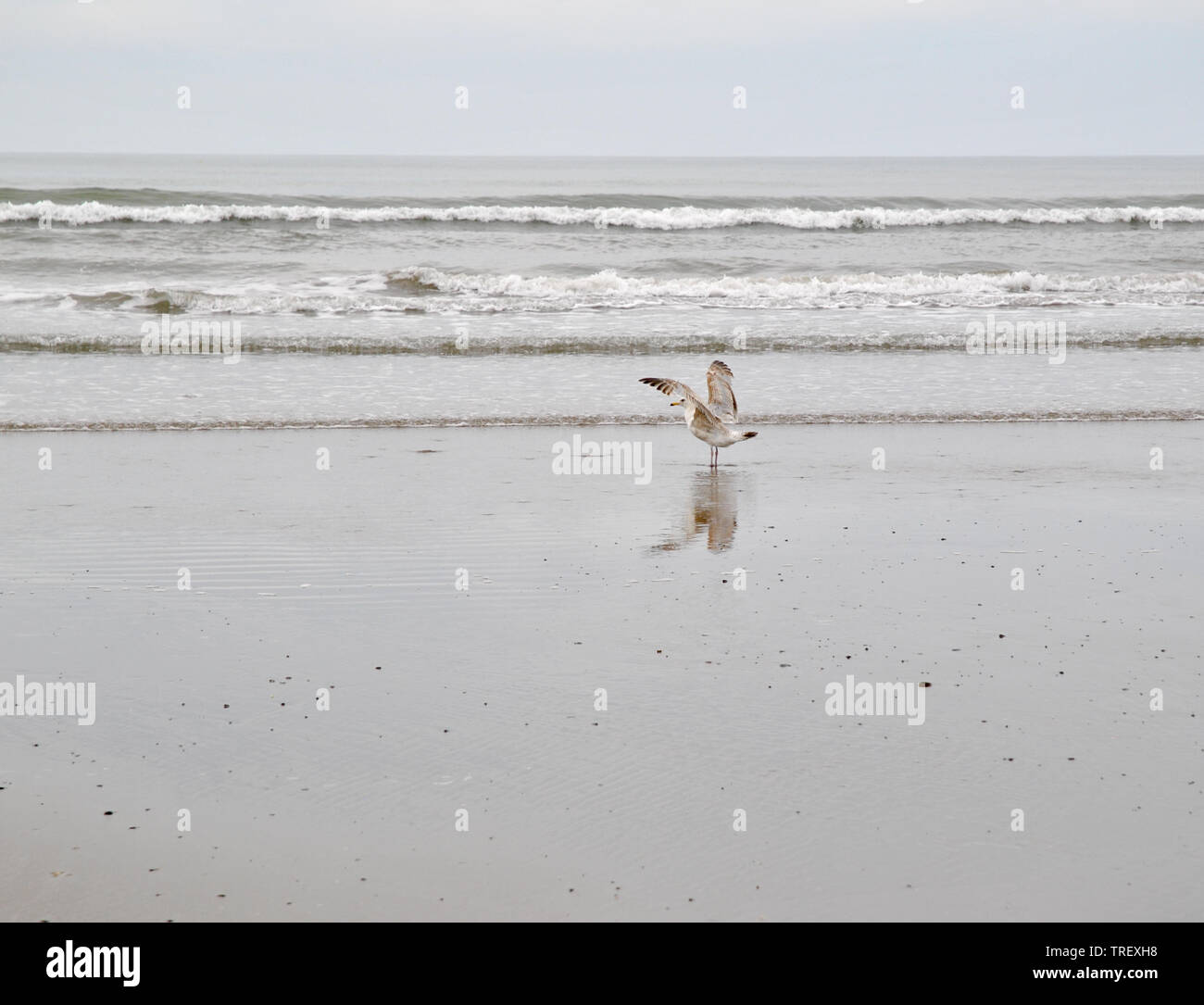 A Seagull spreads its wings on a Welsh beach Stock Photo - Alamy