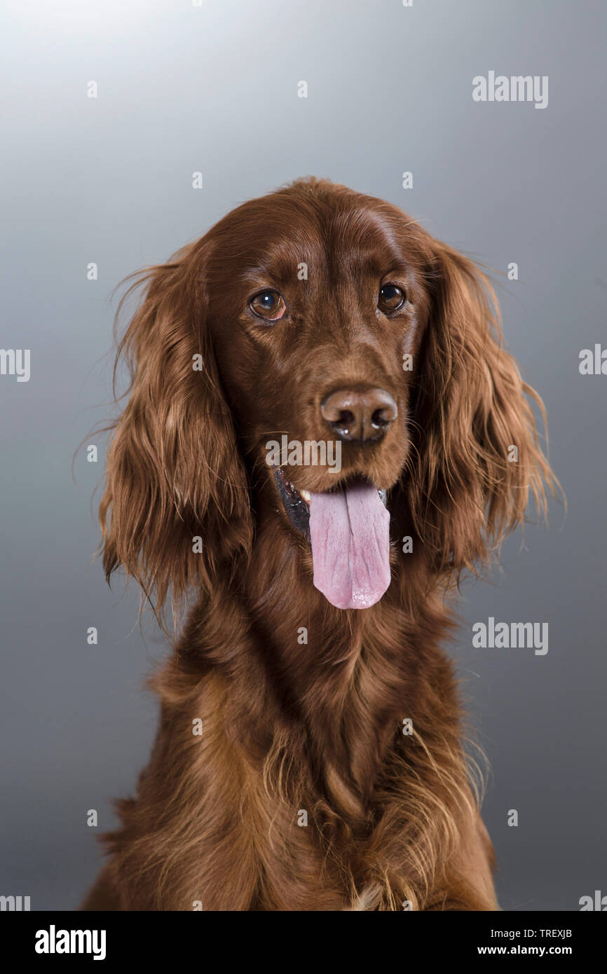 Irish Setter. Portrait of a adult. Studio picture against a gray ...