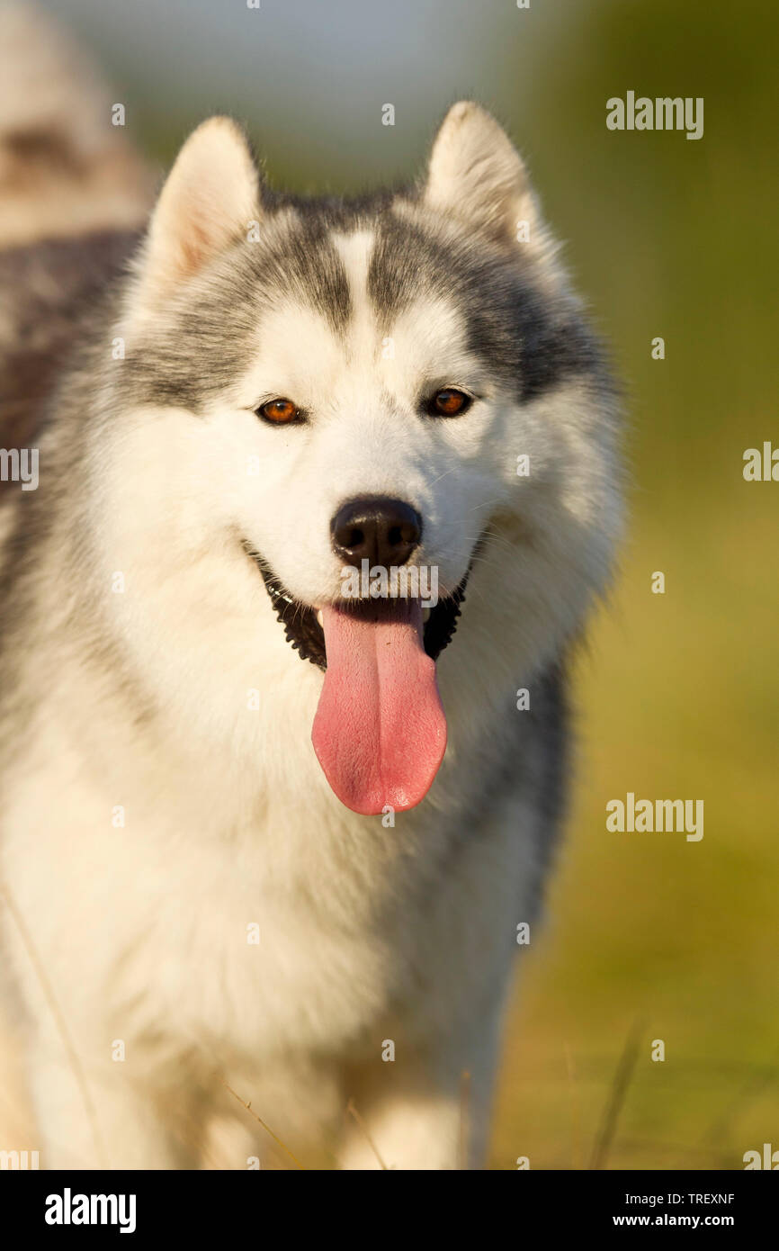 Siberian Husky. Portrait of adult. Germany Stock Photo - Alamy
