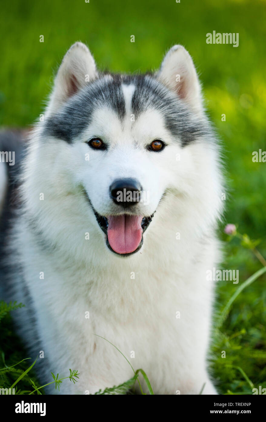 Siberian Husky. Portrait of adult. Germany Stock Photo - Alamy
