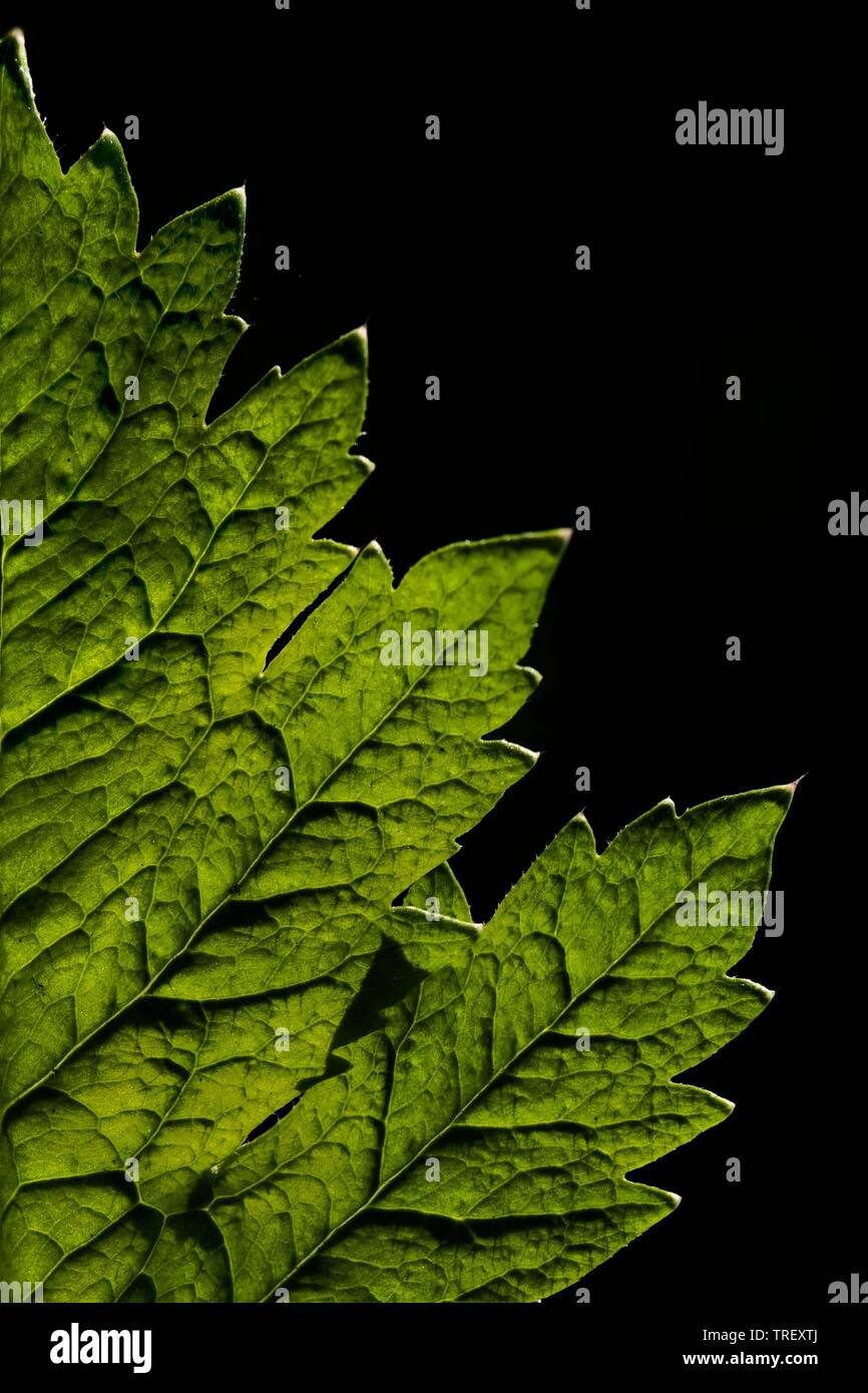 Leaf against dark background Stock Photo - Alamy