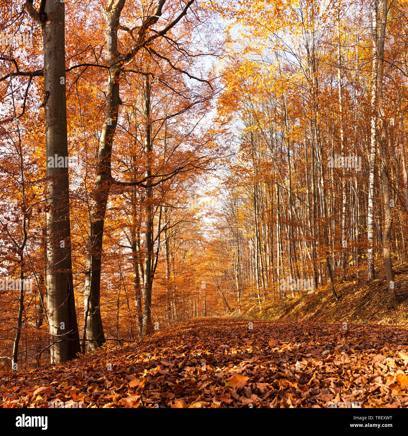 Common Beech (Fagus sylvatica) forest in Fall. Germany Stock Photo - Alamy