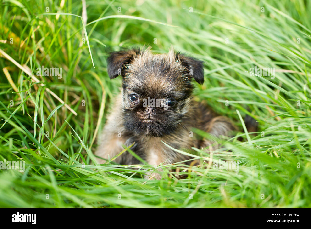 Brussels griffon hi-res stock photography and images - Alamy