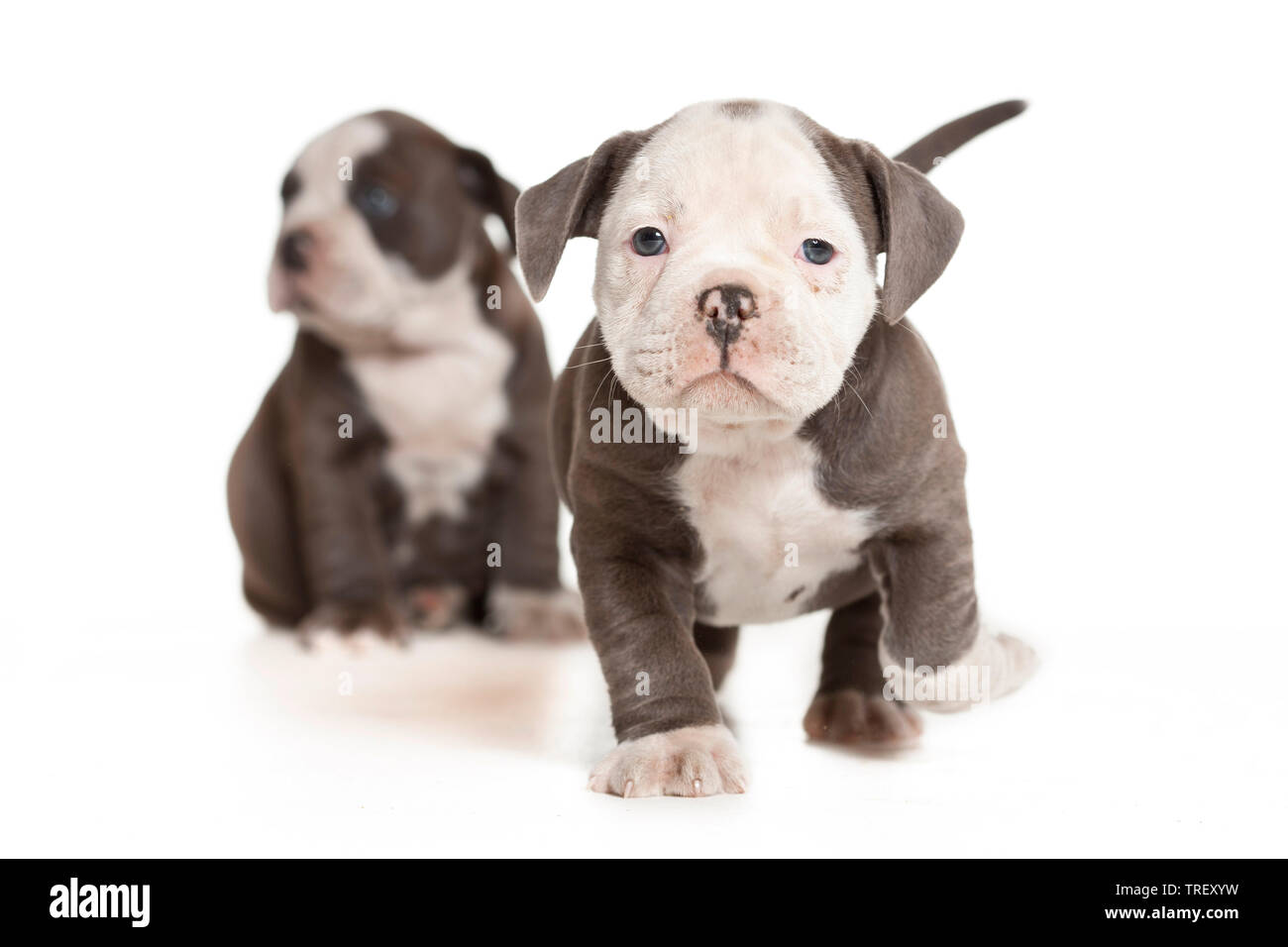 English Bulldog. Puppy walking towards the camera. Studio picture ...