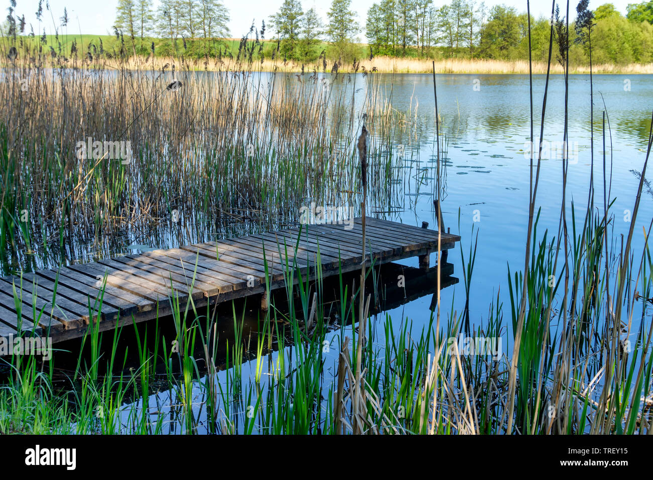 Old rustic wooden jetty on a tranquil lake with reeds and wild grasses ...