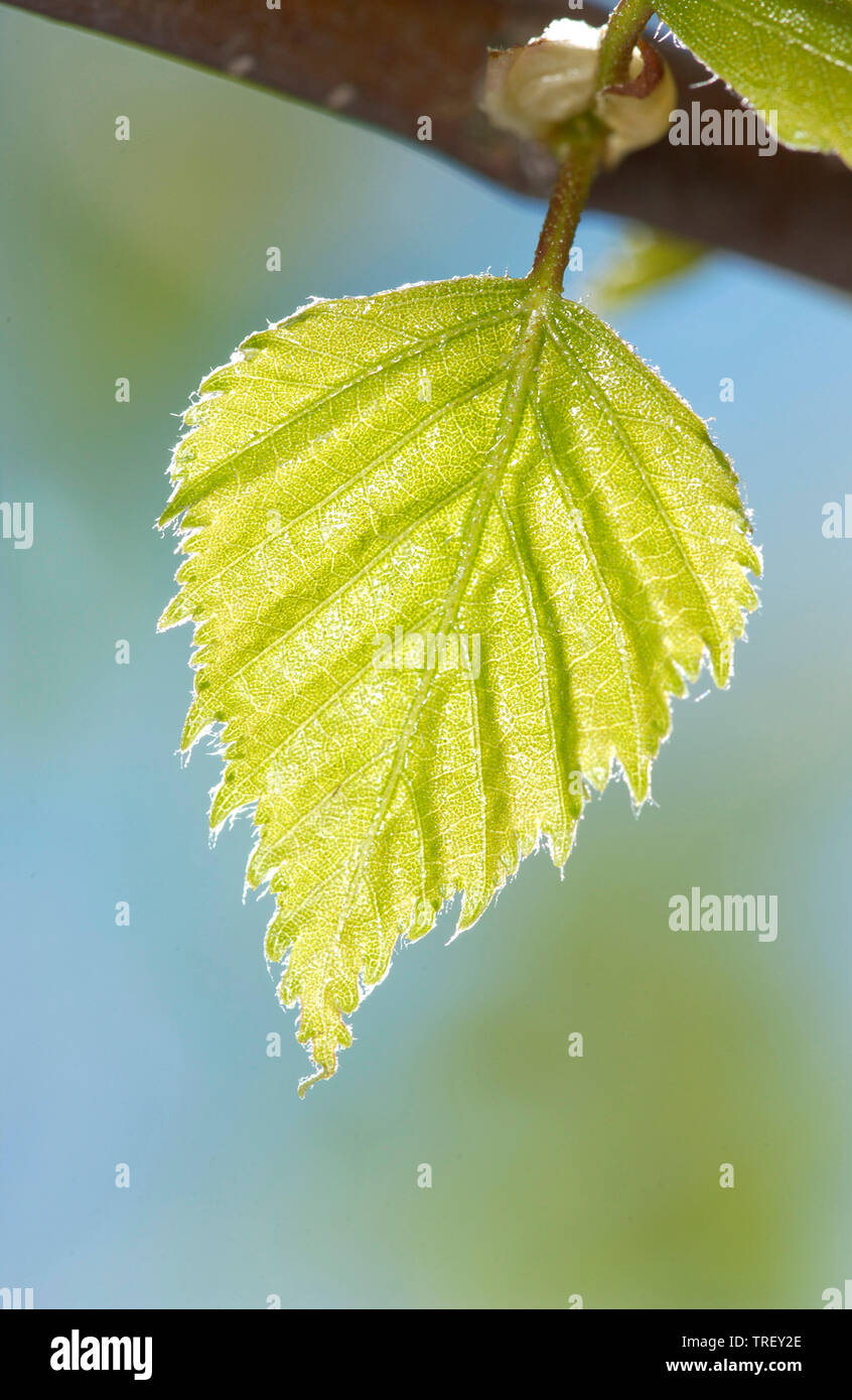 Betula hi-res stock photography and images - Alamy