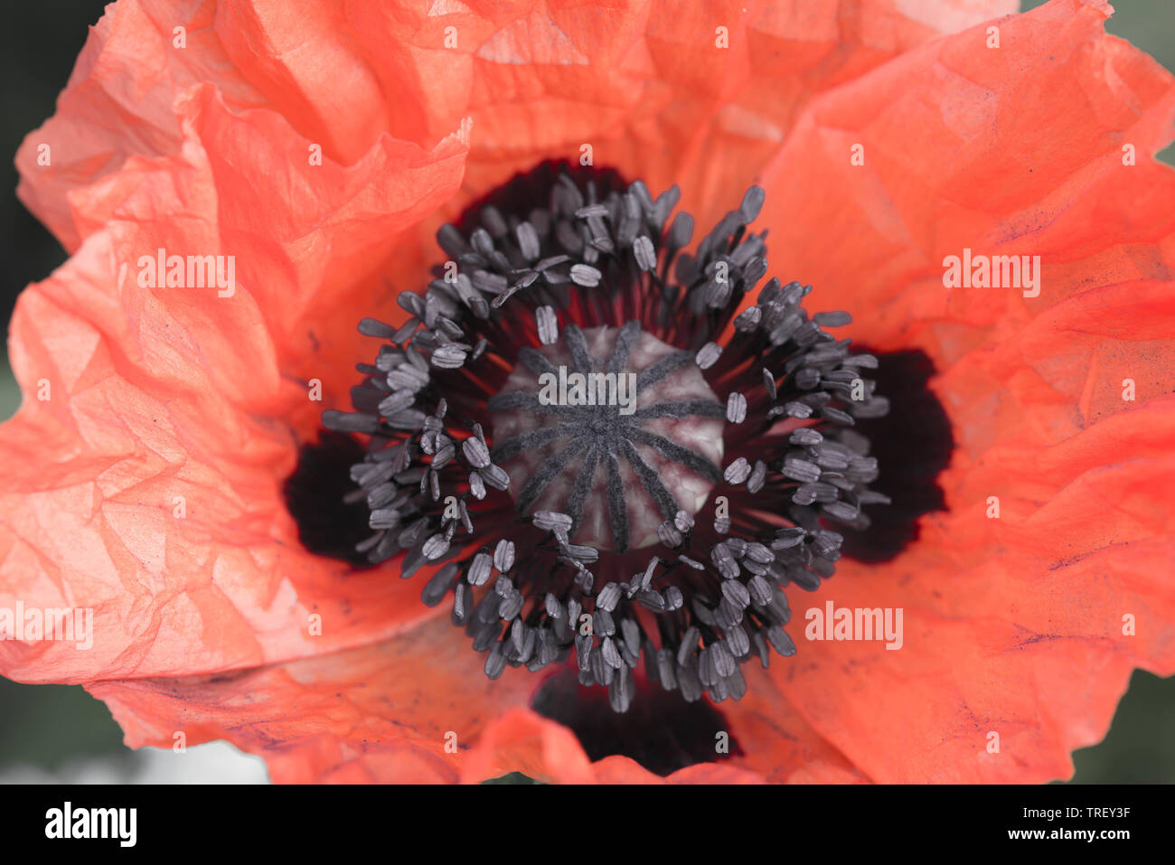 macro of poppy flower inside Stock Photo - Alamy