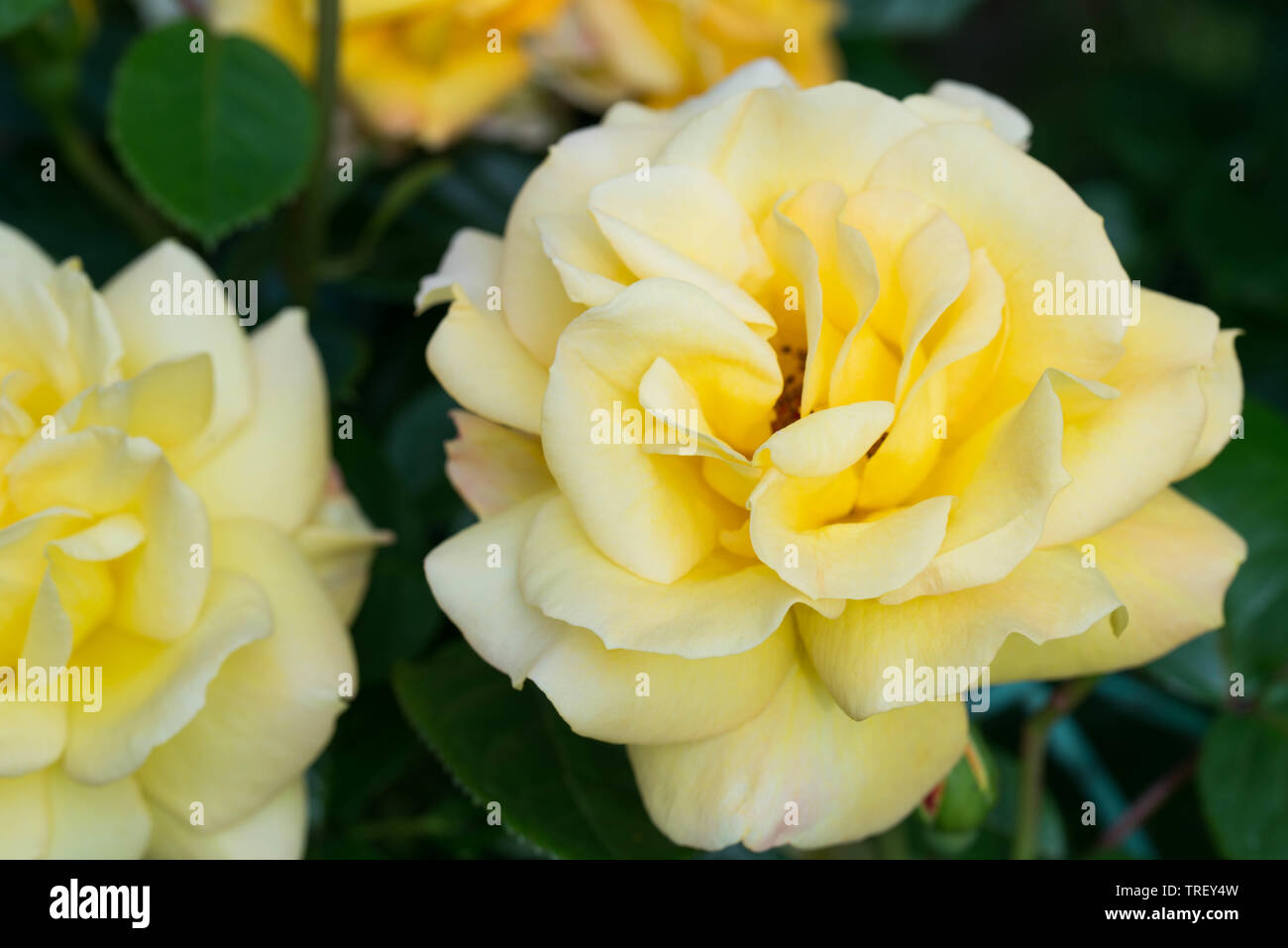 yellow color rose flower macro Stock Photo - Alamy