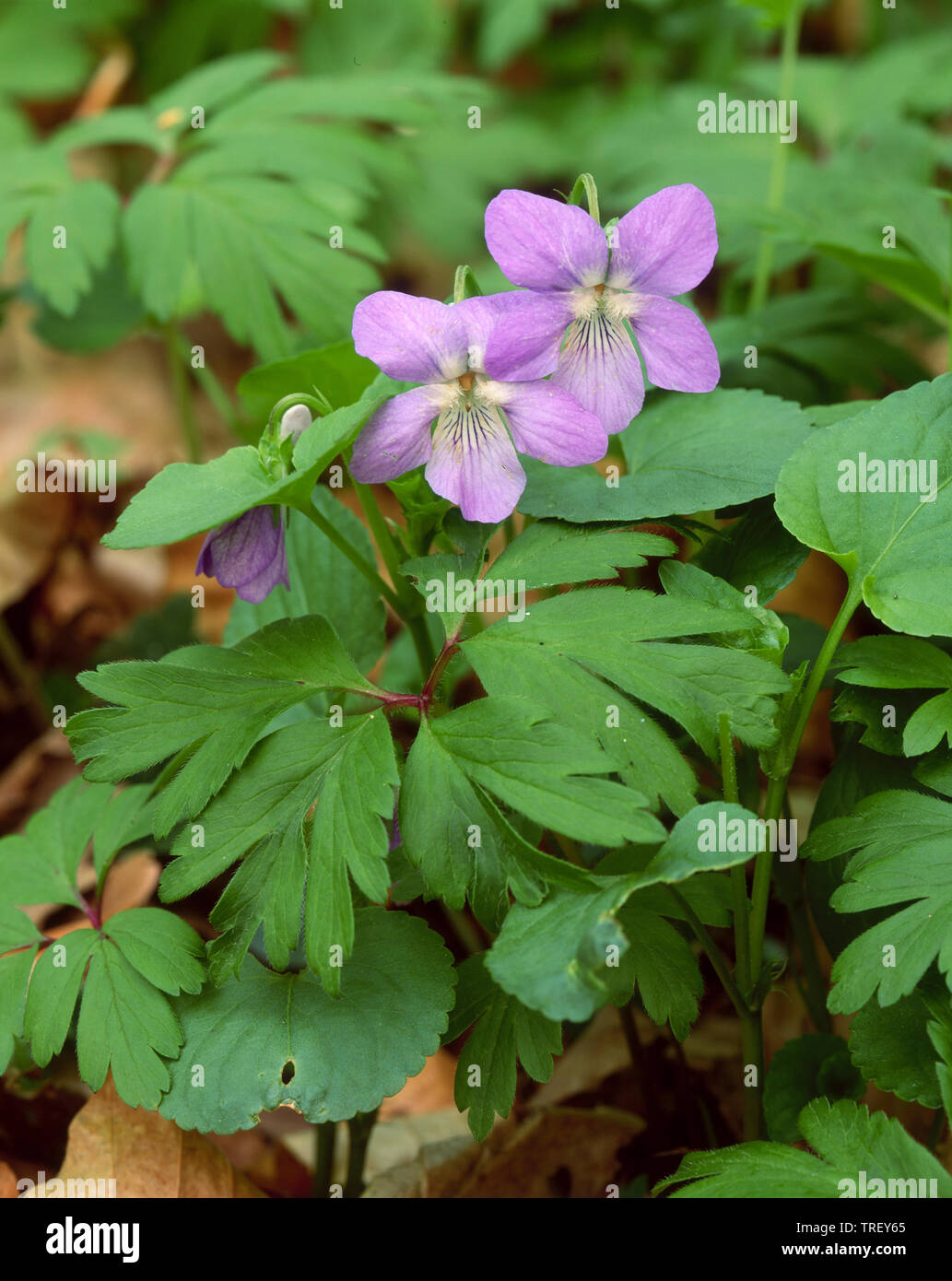 Early Dog-violet (Viola reichenbachiana), flowering plant. Germany ...