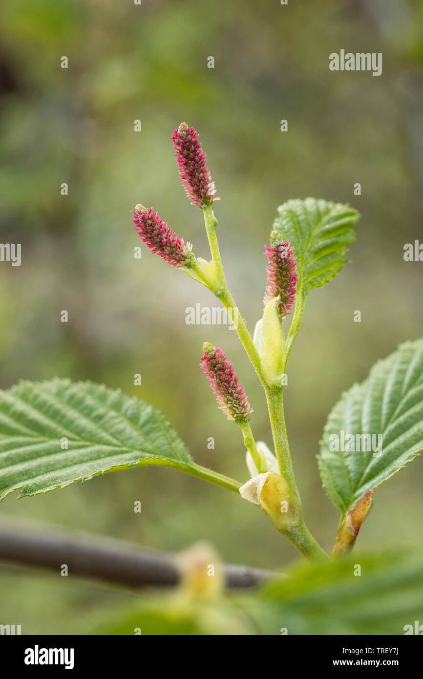 Green Alder Alnus Alnobetula High Resolution Stock Photography and ...