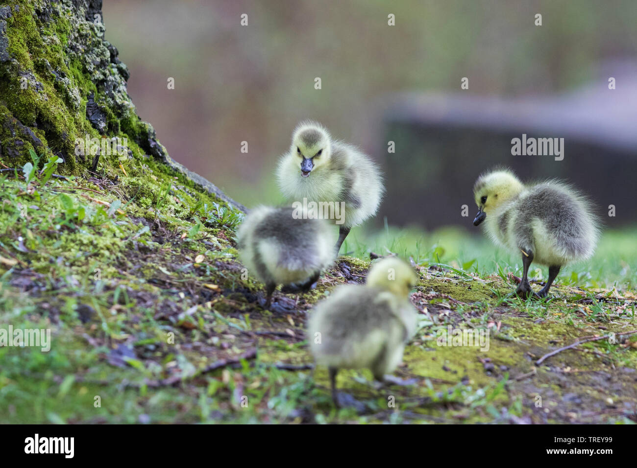 cute canada goose babies Stock Photo - Alamy