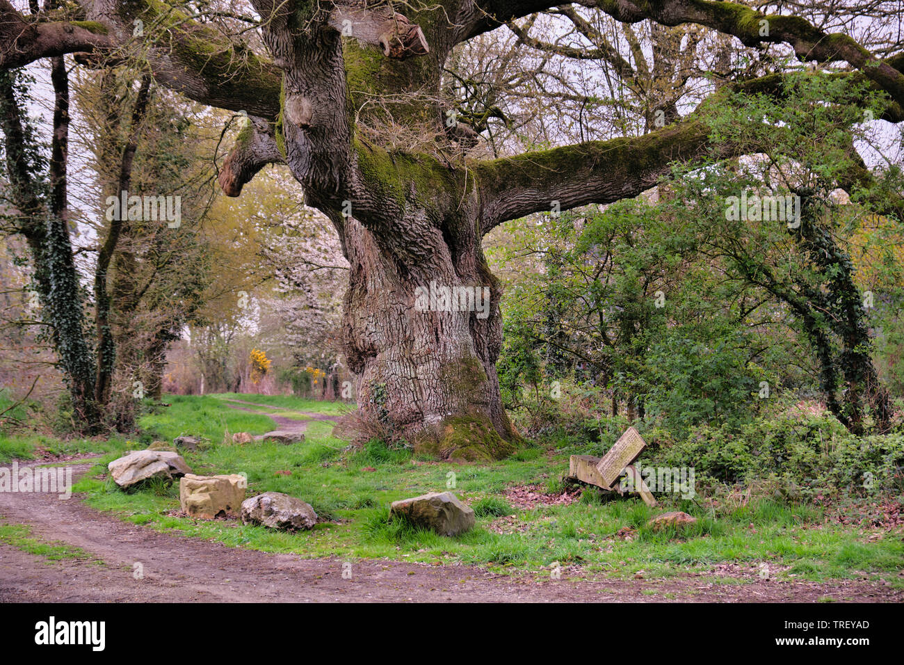 An old oak tree planted in the 16th century during the passage of Henry ...