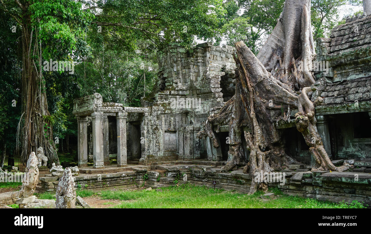 Massive tree root growing on the famous monument – Ta Prohm Temple ...