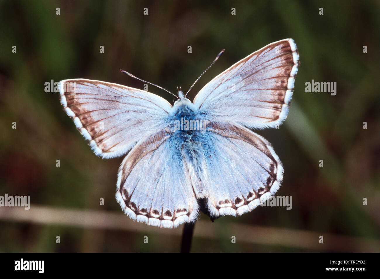 Chalkhill Blue Butterflies High Resolution Stock Photography and Images ...
