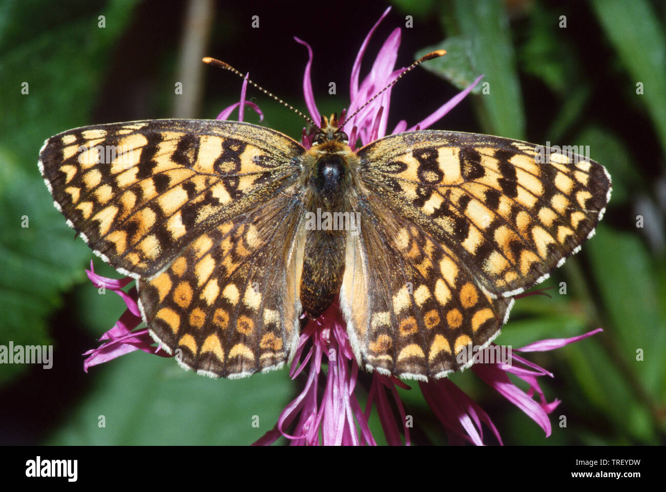 Heath Fritillary (Mellicta athalia). Butterfly on a flower. Germany ...