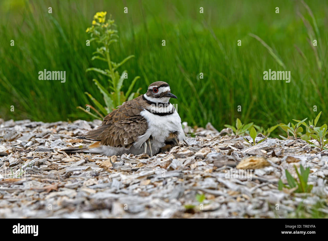Baby Plover High Resolution Stock Photography and Images - Alamy