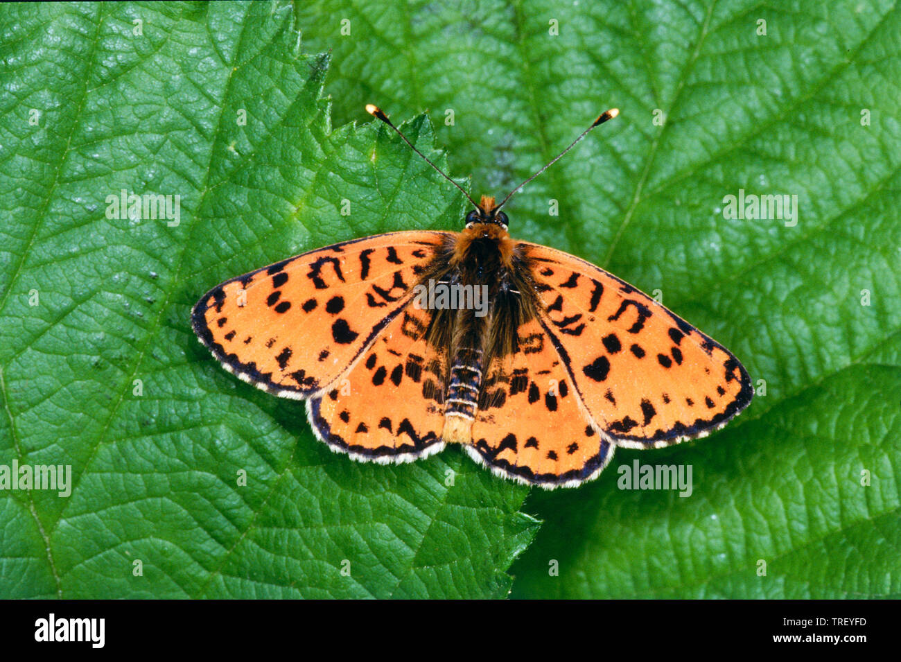 Butterfly fritillary lepidoptera hi-res stock photography and images ...