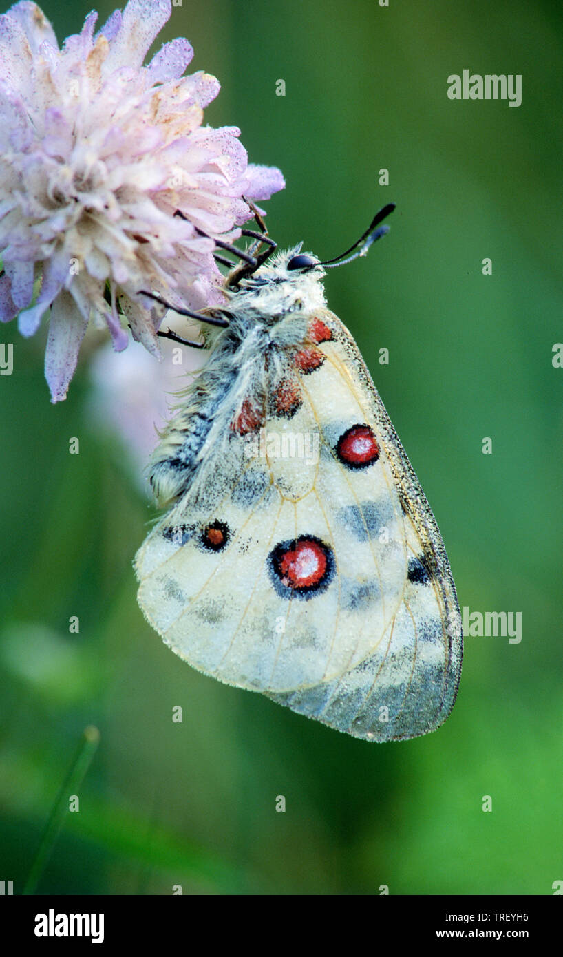 Apollo hi-res stock photography and images - Alamy