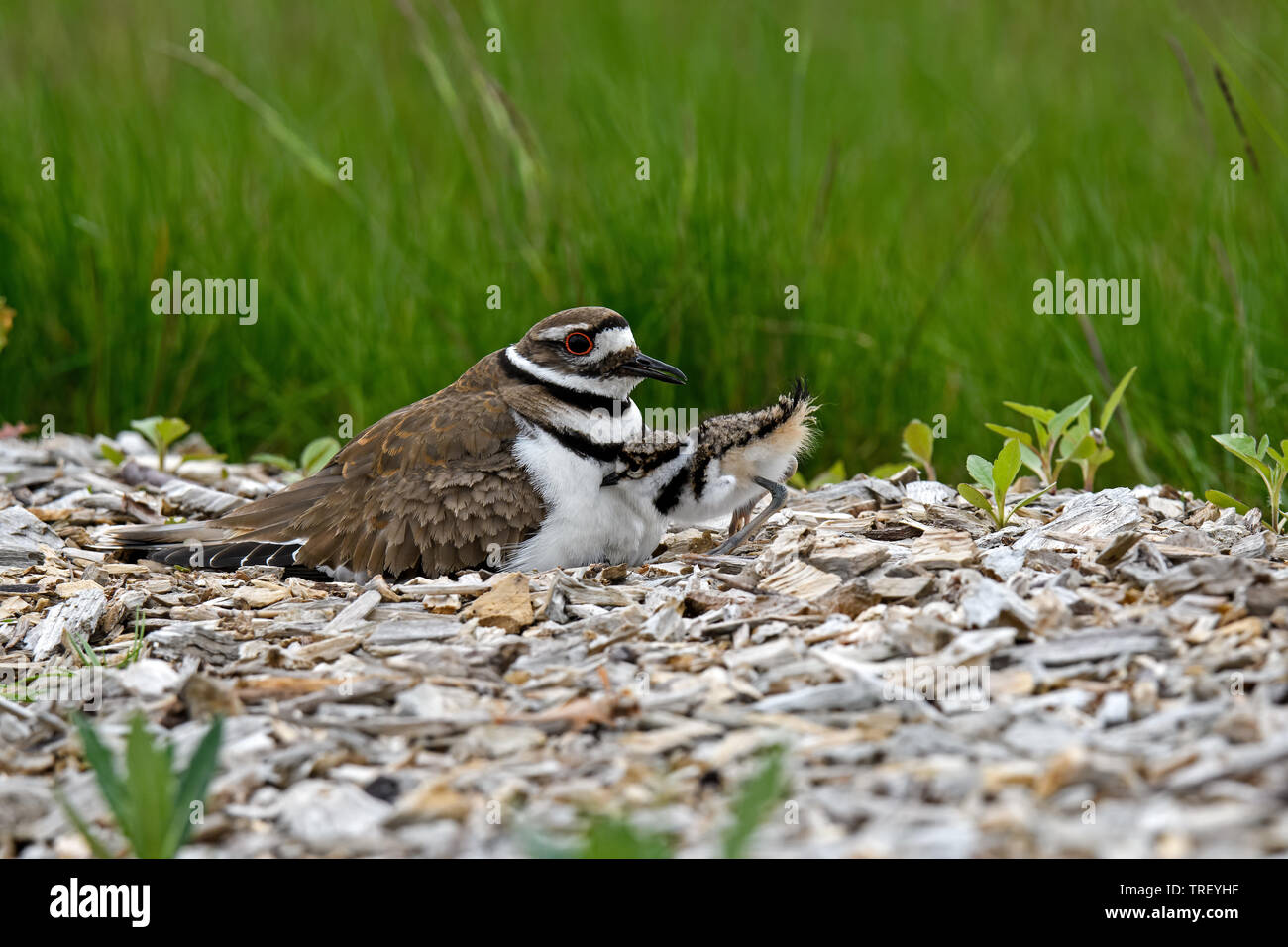 Baby killdeer hi-res stock photography and images - Alamy