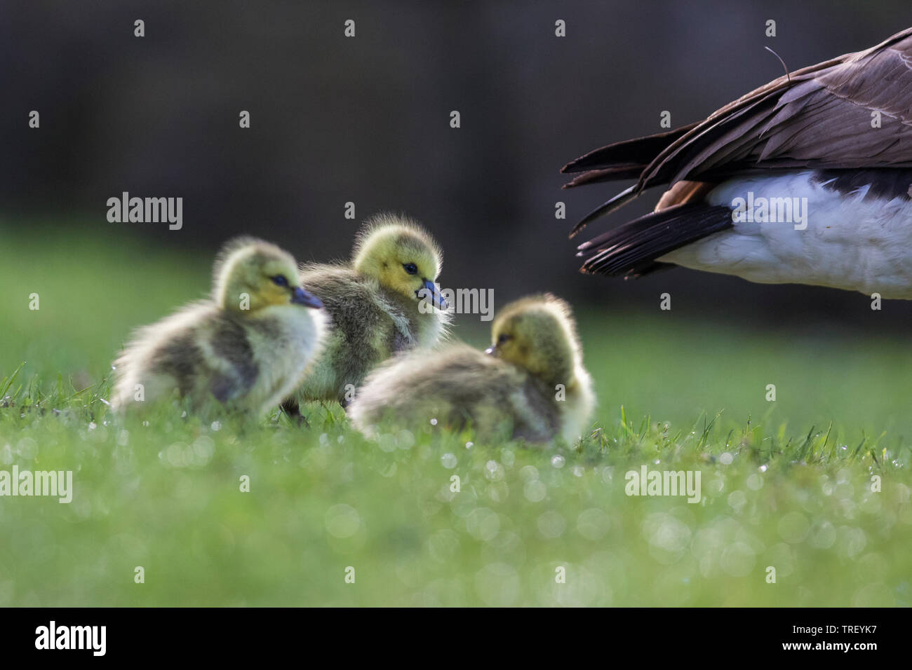 cute canada goose babies Stock Photo - Alamy