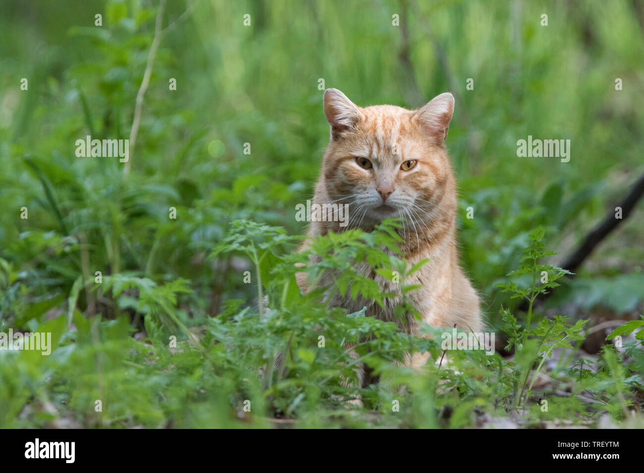 yellow cat portrait Stock Photo - Alamy
