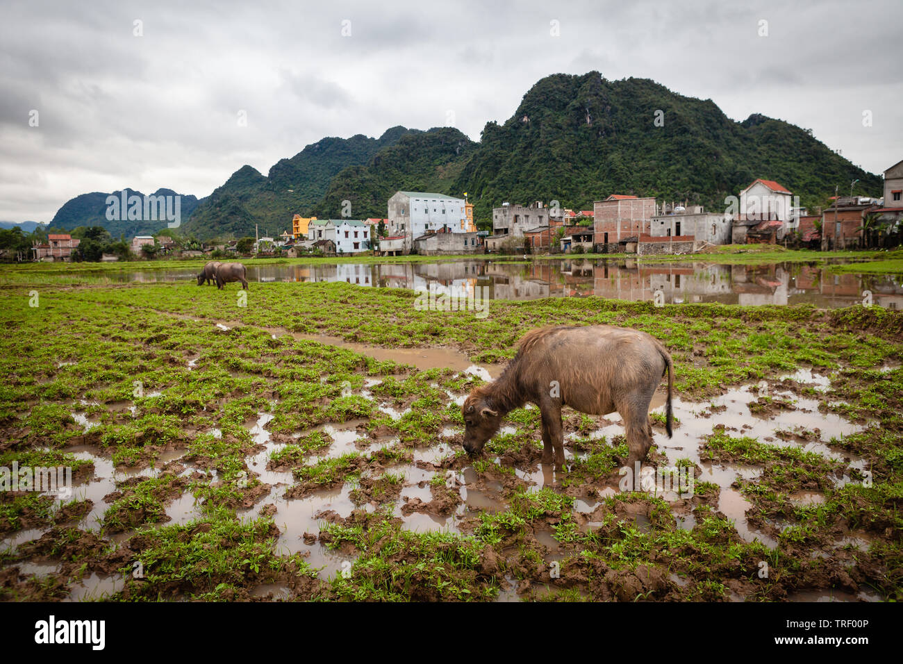 Vietnam country hi-res stock photography and images - Alamy