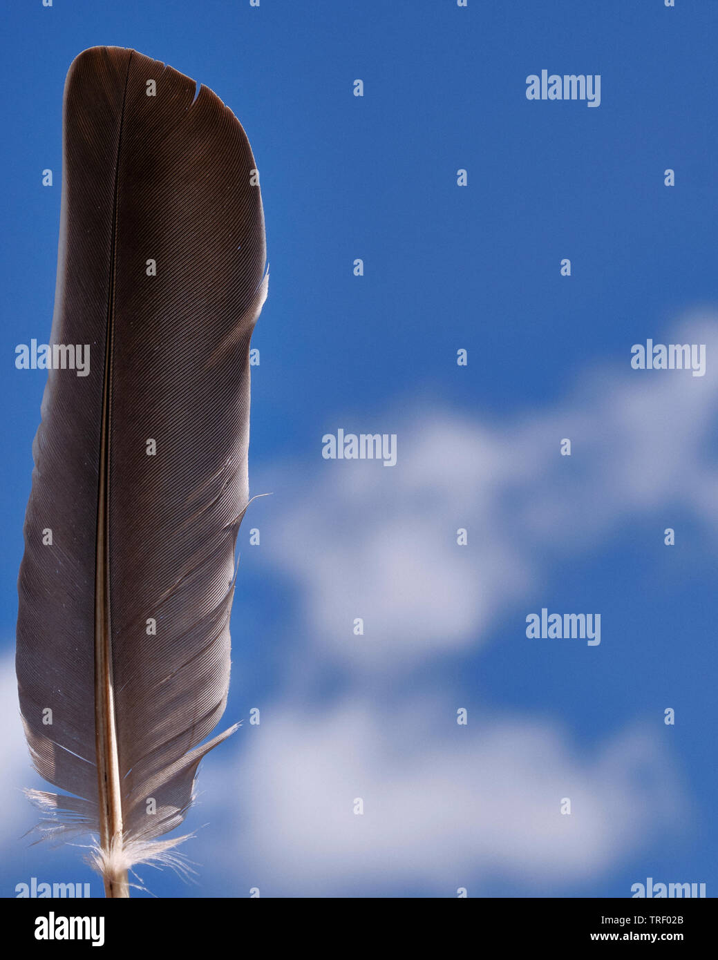 Texture close up feather hi-res stock photography and images - Alamy