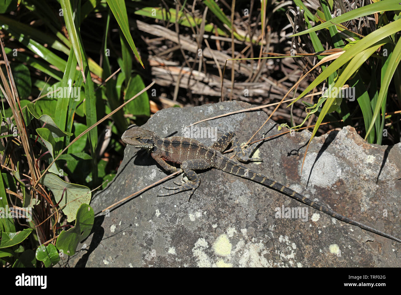 Lizard in the sun in Australia Stock Photo - Alamy